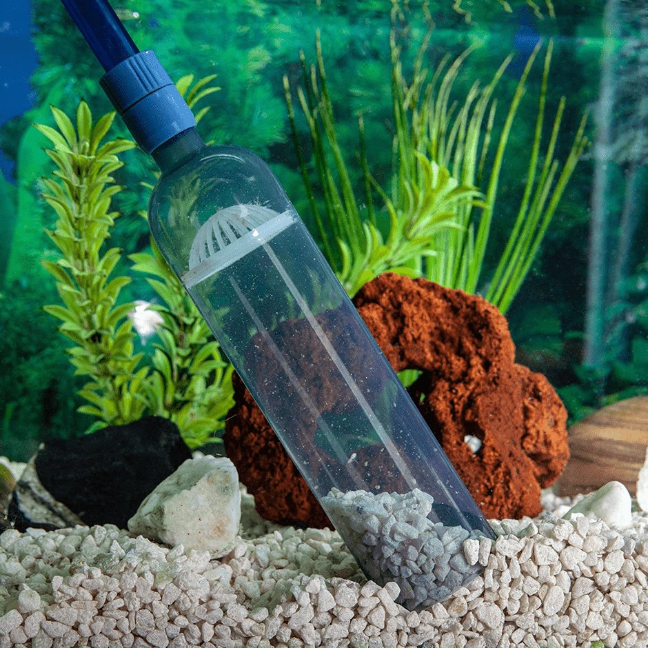6 Things You Must Do to Keep Your Aquarium Clean – Pleco Feeder