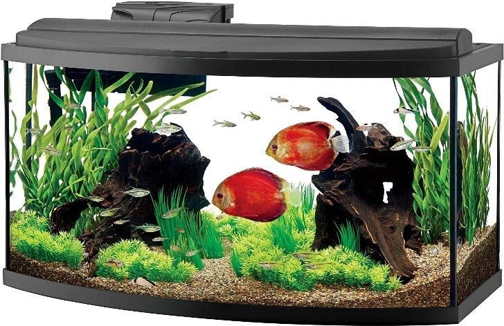A Guide to Bow Front Aquarium Sizes – Pleco Feeder